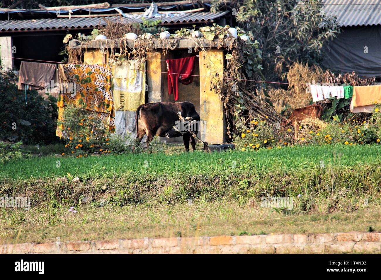 Red cargigan hi-res stock photography and images - Alamy