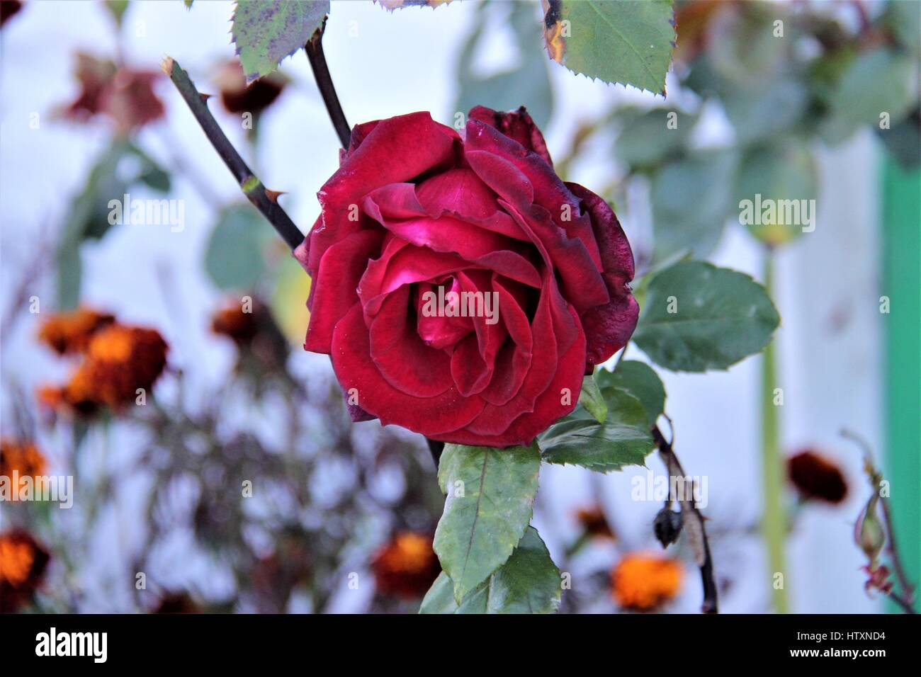 Red rose (the symbol of love Stock Photo - Alamy