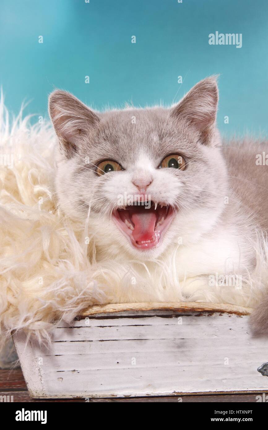 mewing British Shorthair Stock Photo - Alamy