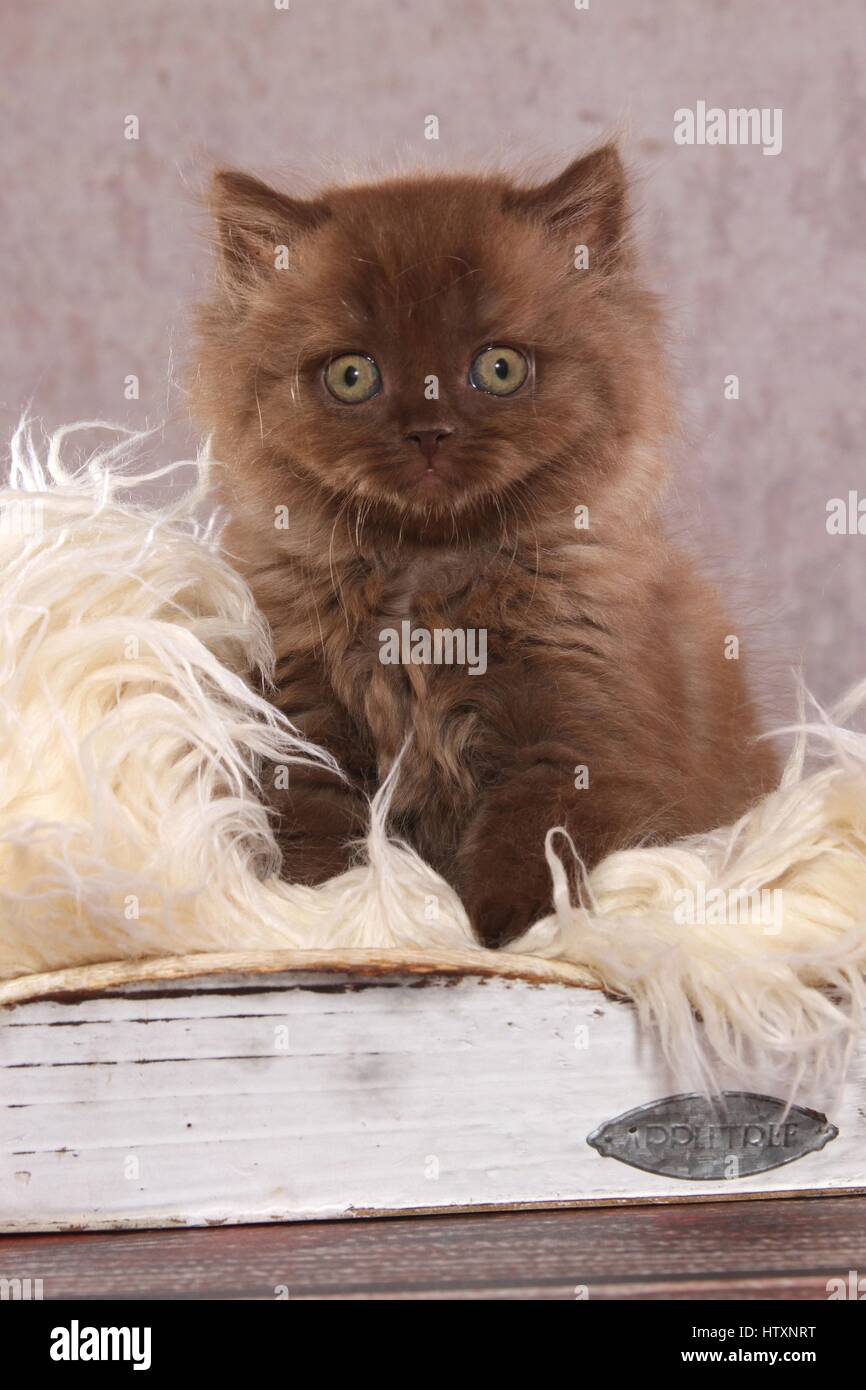 sitting Highlander kitten Stock Photo - Alamy