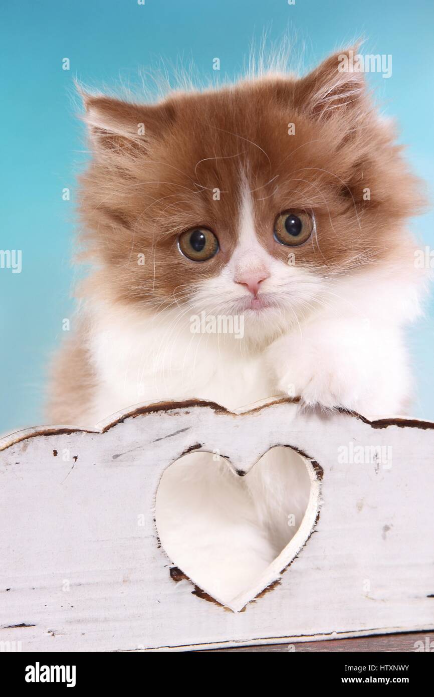 sitting Highlander kitten Stock Photo - Alamy