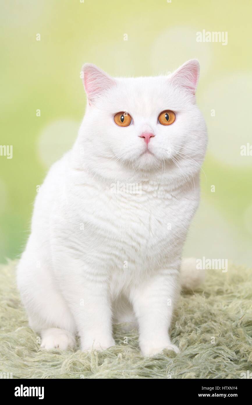 sitting British Shorthair tomcat Stock Photo - Alamy