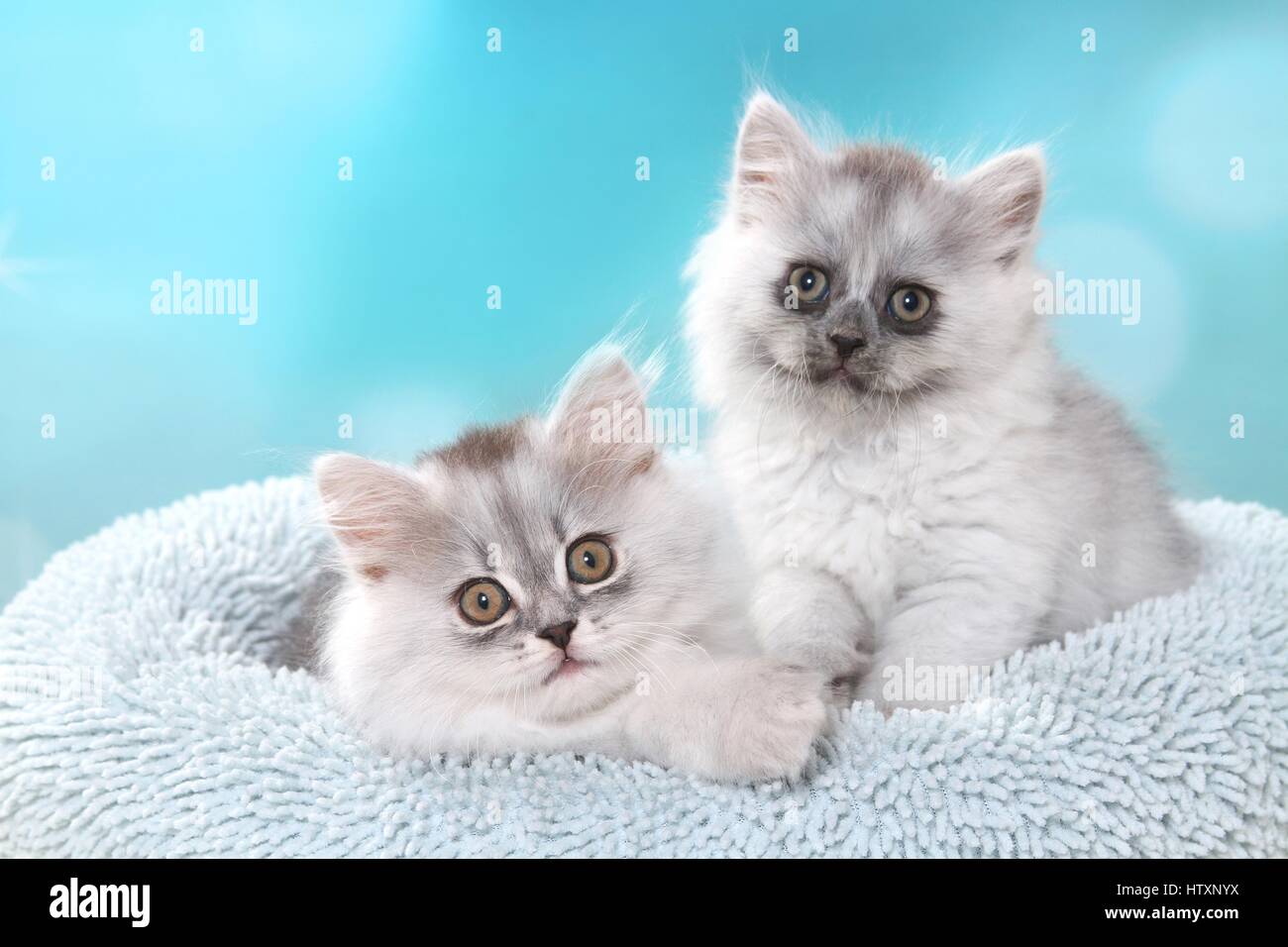 2 German Longhair Kitten Stock Photo - Alamy