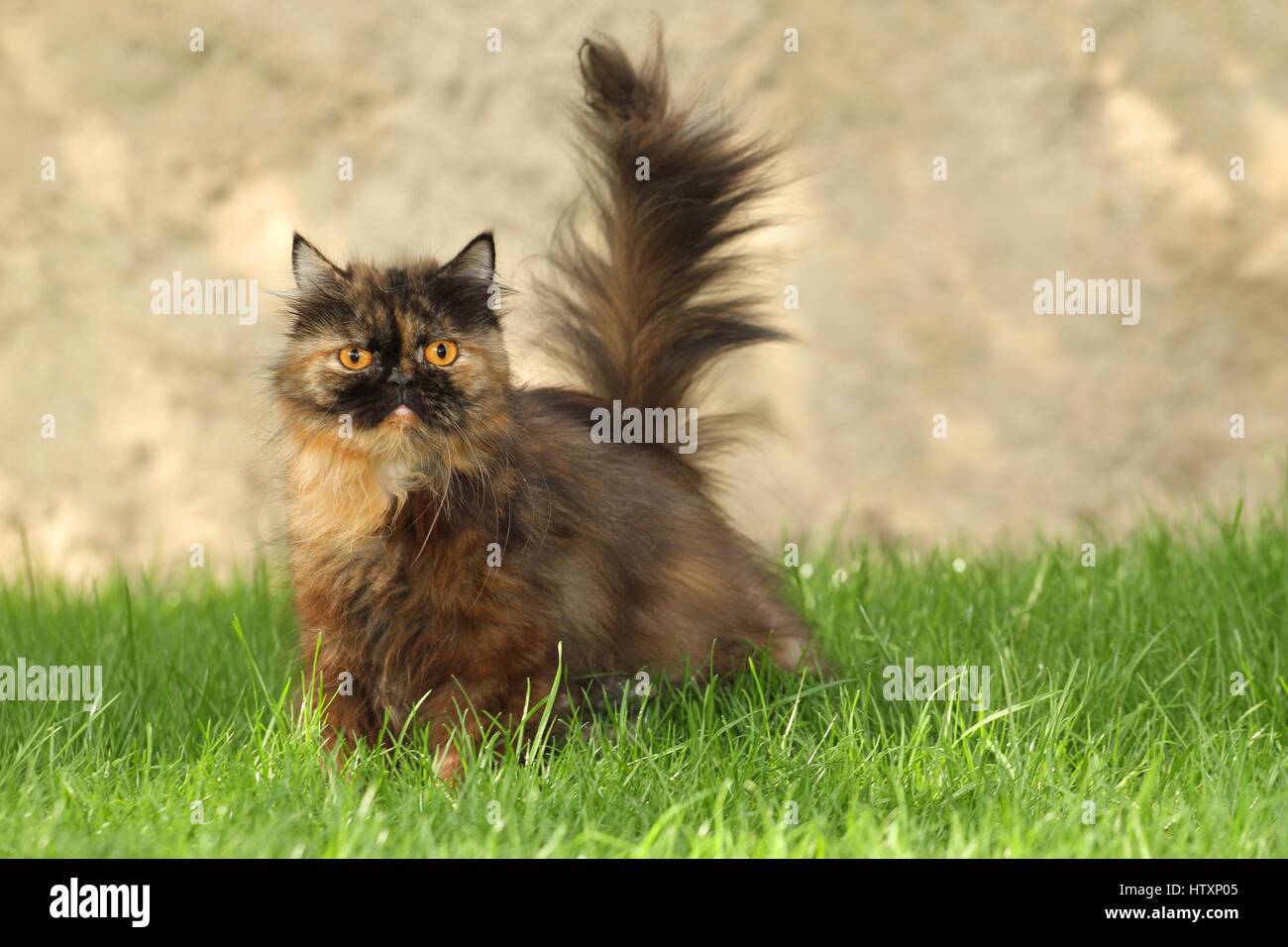 German Longhair Cat Stock Photo - Alamy
