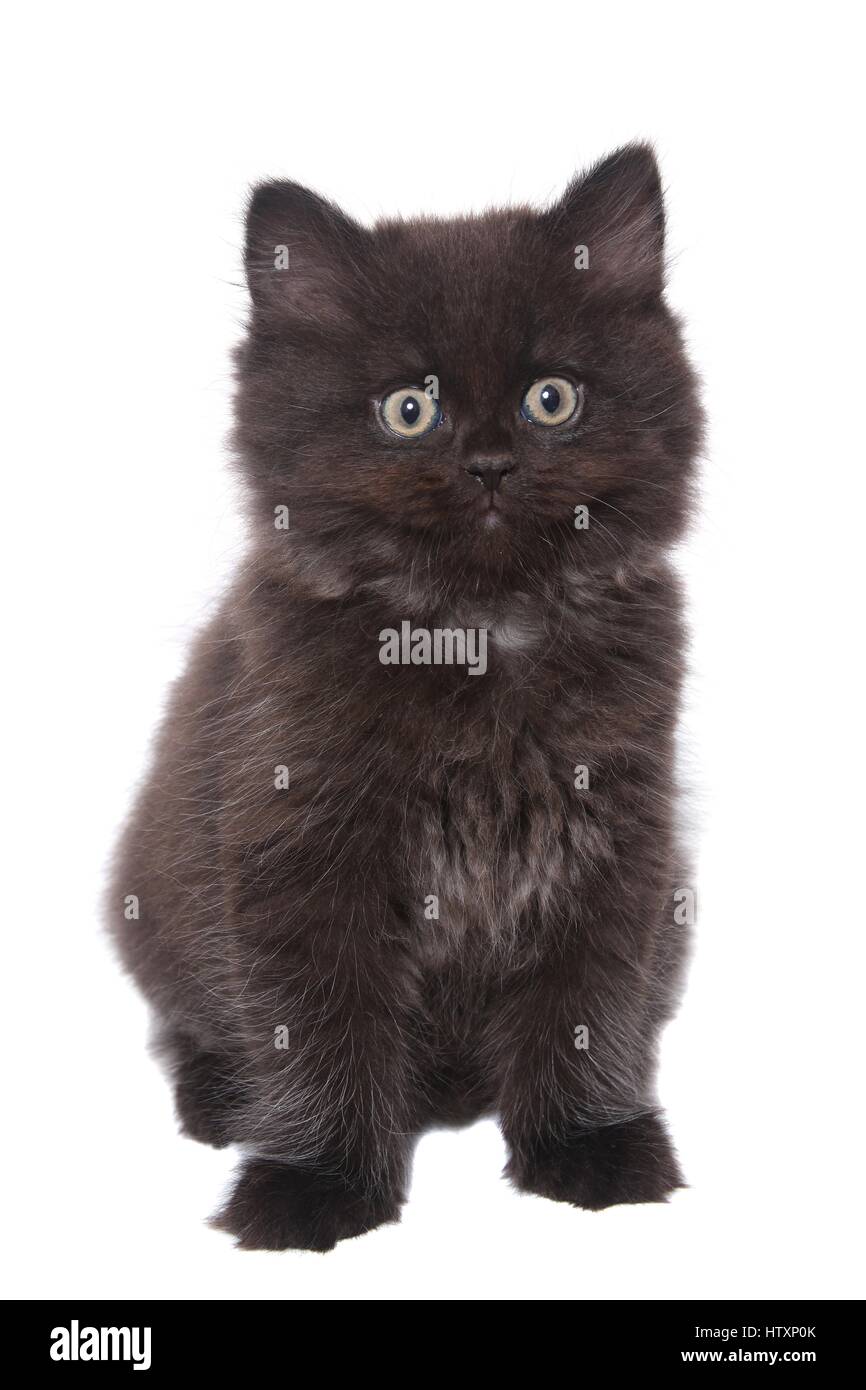 sitting German Longhair Kitten Stock Photo - Alamy