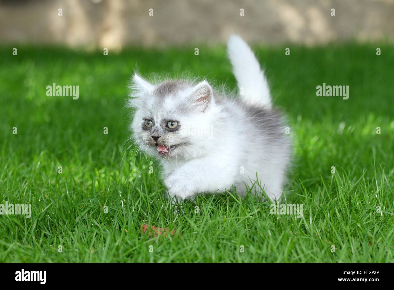 walking German Longhair Kitten Stock Photo - Alamy