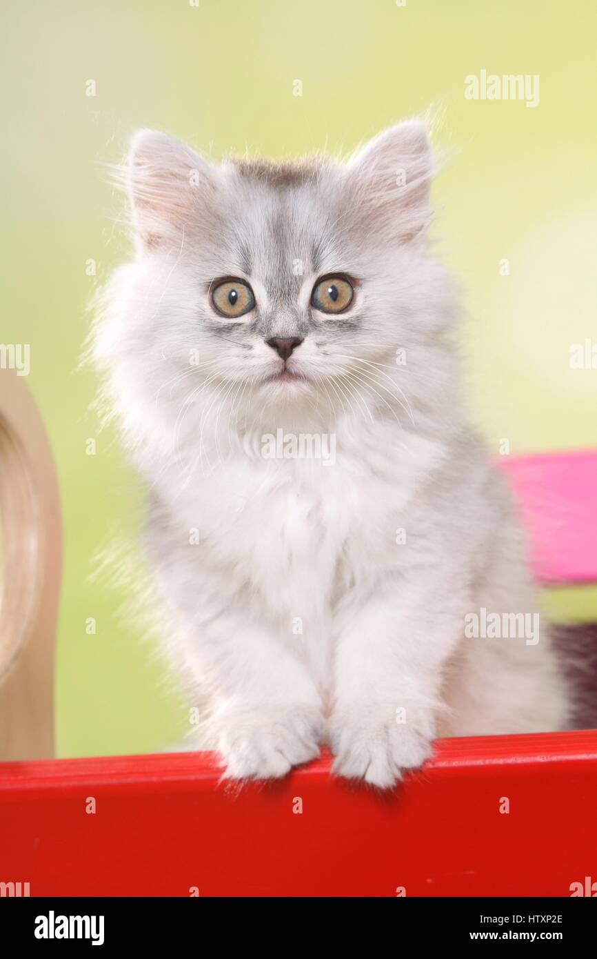 German Longhair Kitten Stock Photo - Alamy