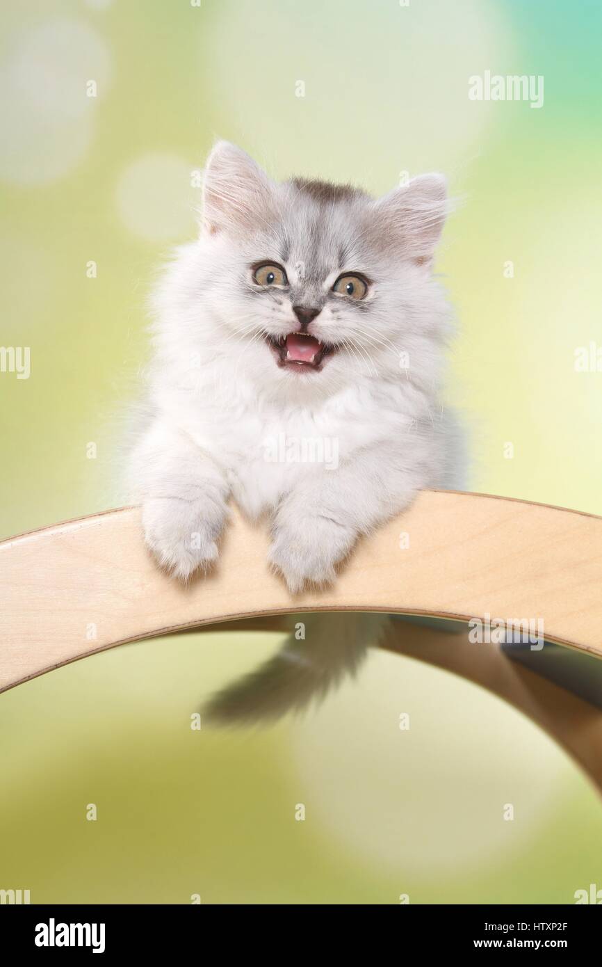 mewing German Longhair Kitten Stock Photo - Alamy