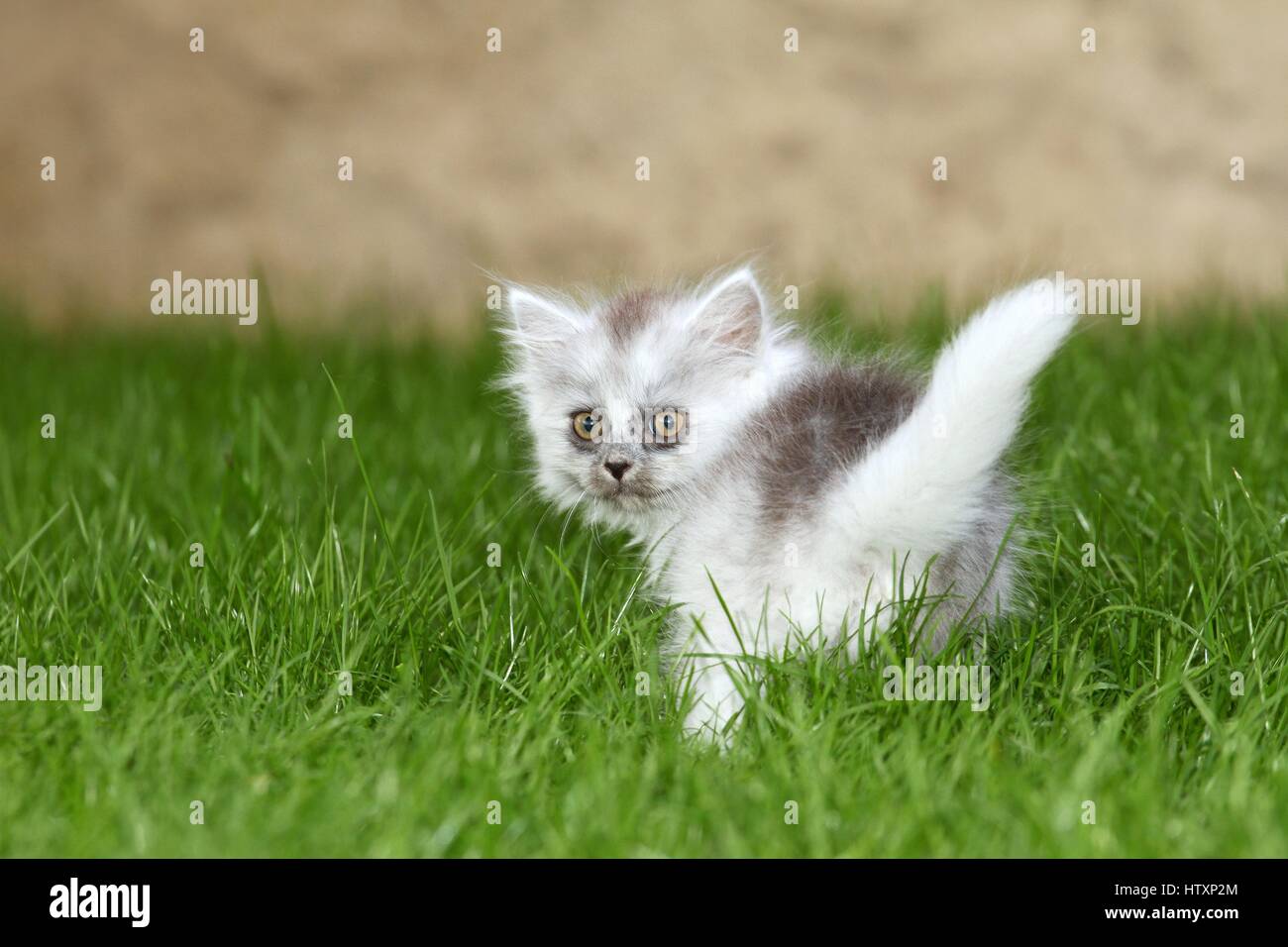 German Longhair Kitten Stock Photo - Alamy
