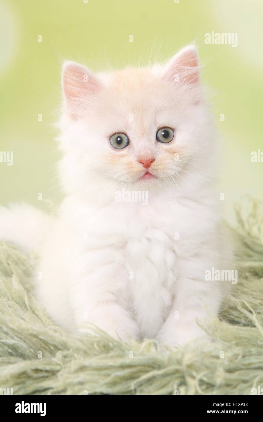 sitting German Longhair Kitten Stock Photo - Alamy