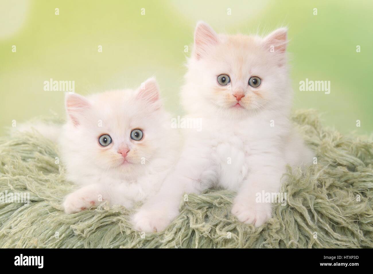 2 German Longhair Kitten Stock Photo - Alamy