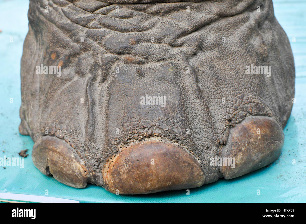 Close African Elephant Foot High Resolution Stock Photography and ...