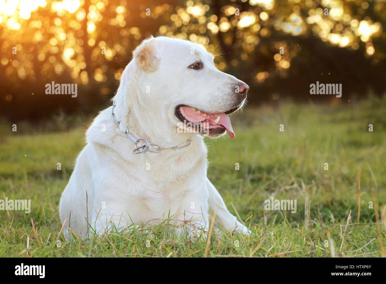central asian ovcharka