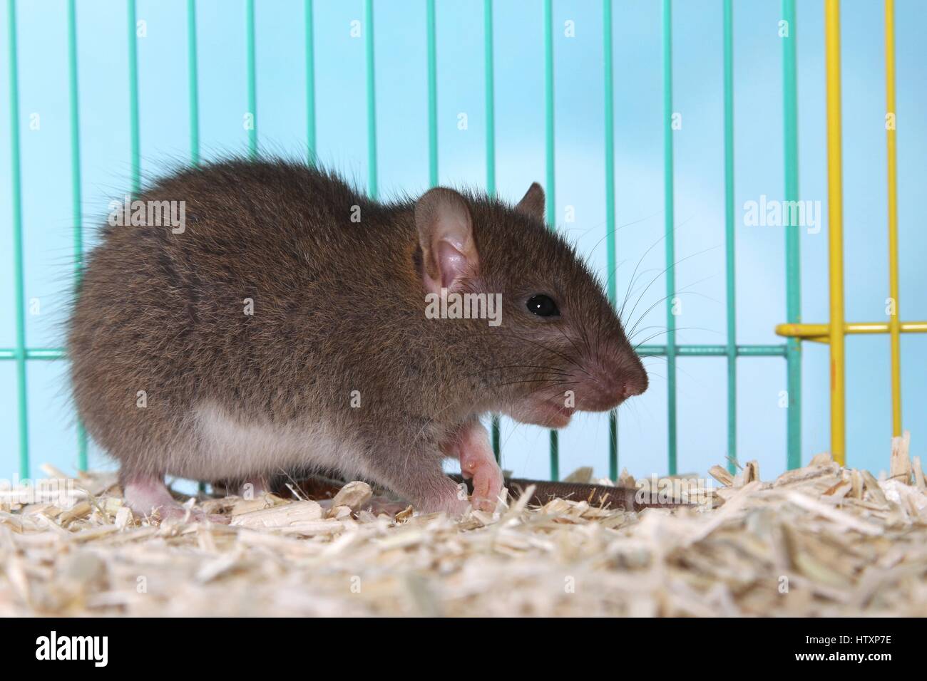 Rat cages hi-res stock photography and images - Alamy