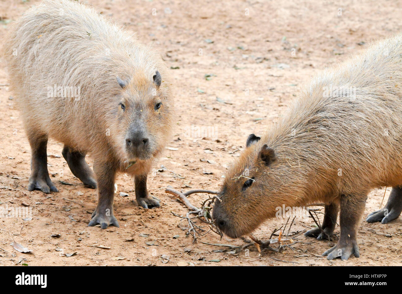 Two South American tapirs (Tapirus terrestris Stock Photo - Alamy
