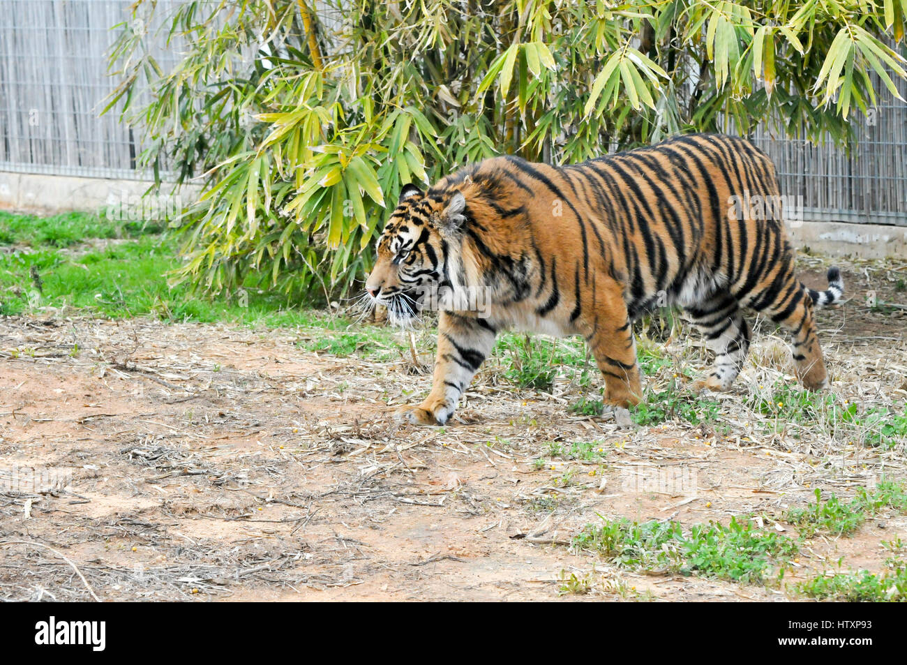 Sumatran tiger (Panthera tigris sumatrae) is a rare tiger subspecies ...