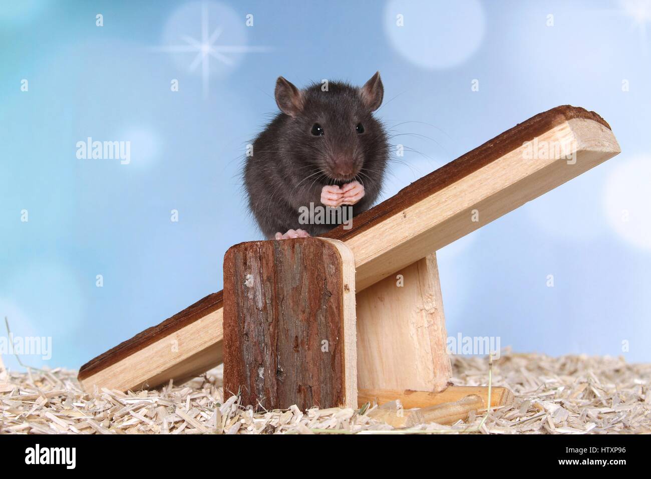 Seesaw stands hi-res stock photography and images - Alamy