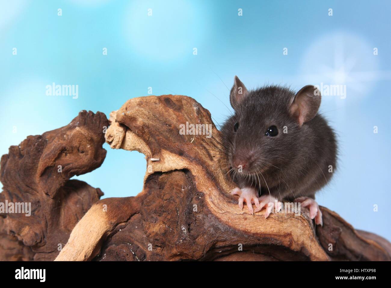 Fancy roots hi-res stock photography and images - Alamy