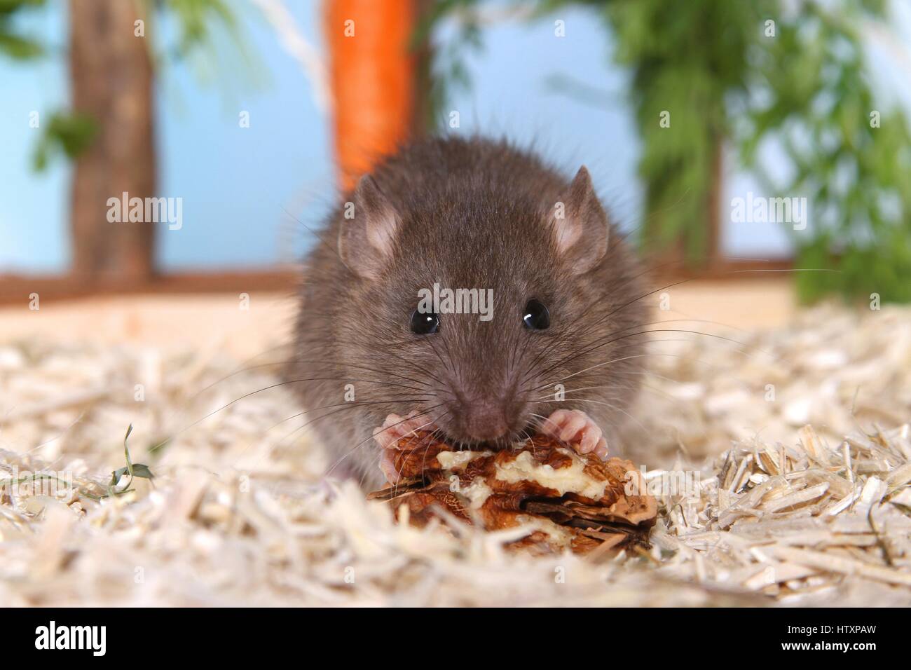 Agouti nut hi-res stock photography and images - Alamy