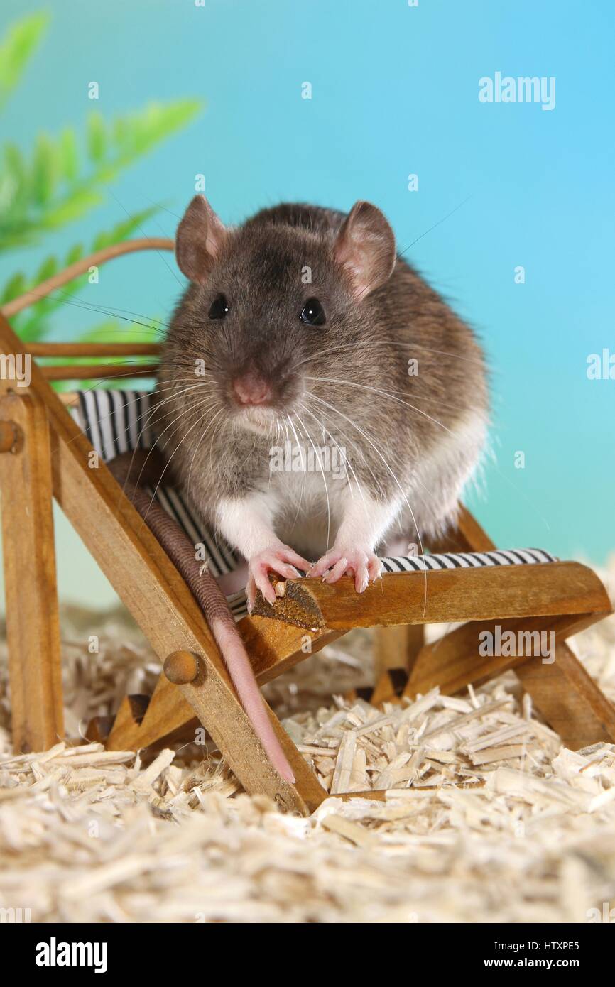 Funny deck chairs hi-res stock photography and images - Alamy