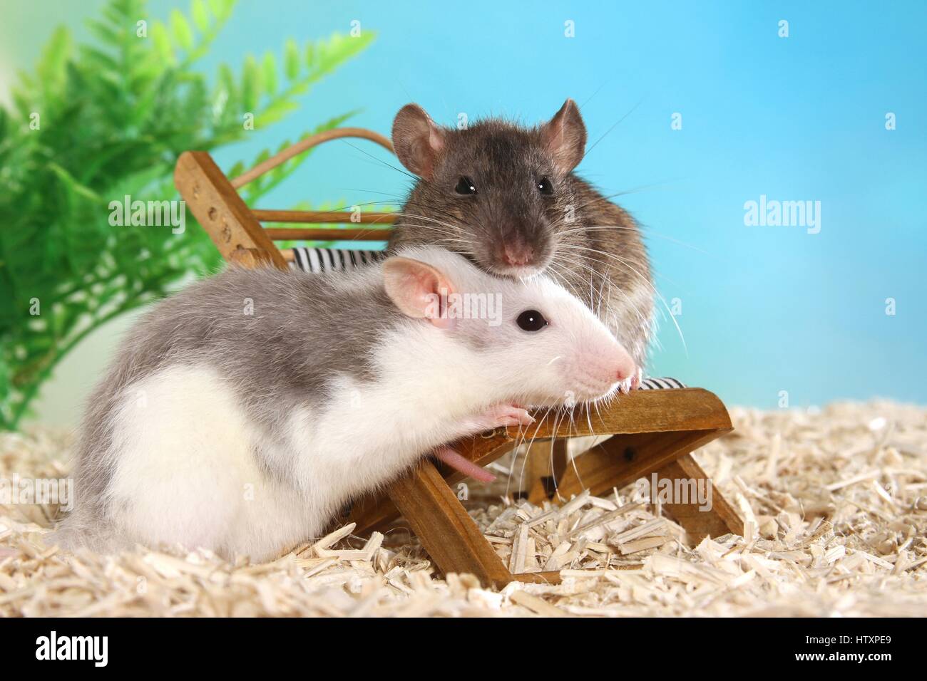 2 fancy rats Stock Photo - Alamy