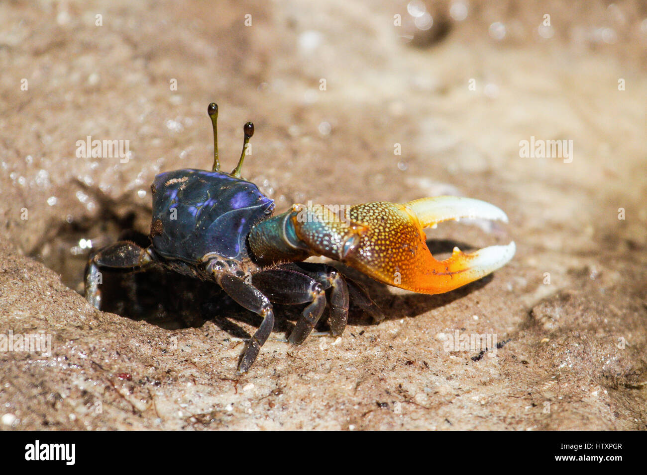 Mud crab mangrove crab hi-res stock photography and images - Alamy