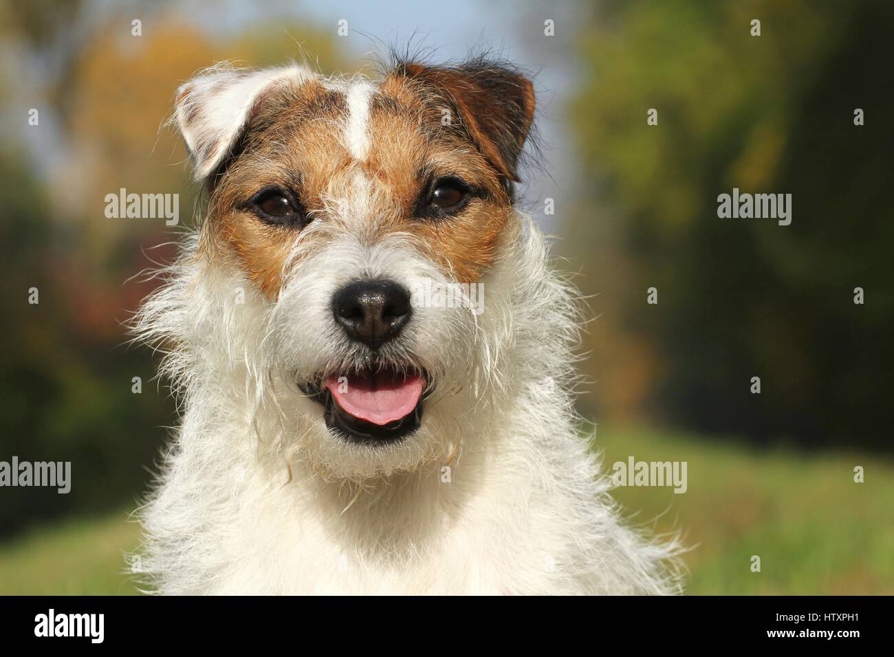 Parson Russell Terrier Portrait Stock Photo - Alamy