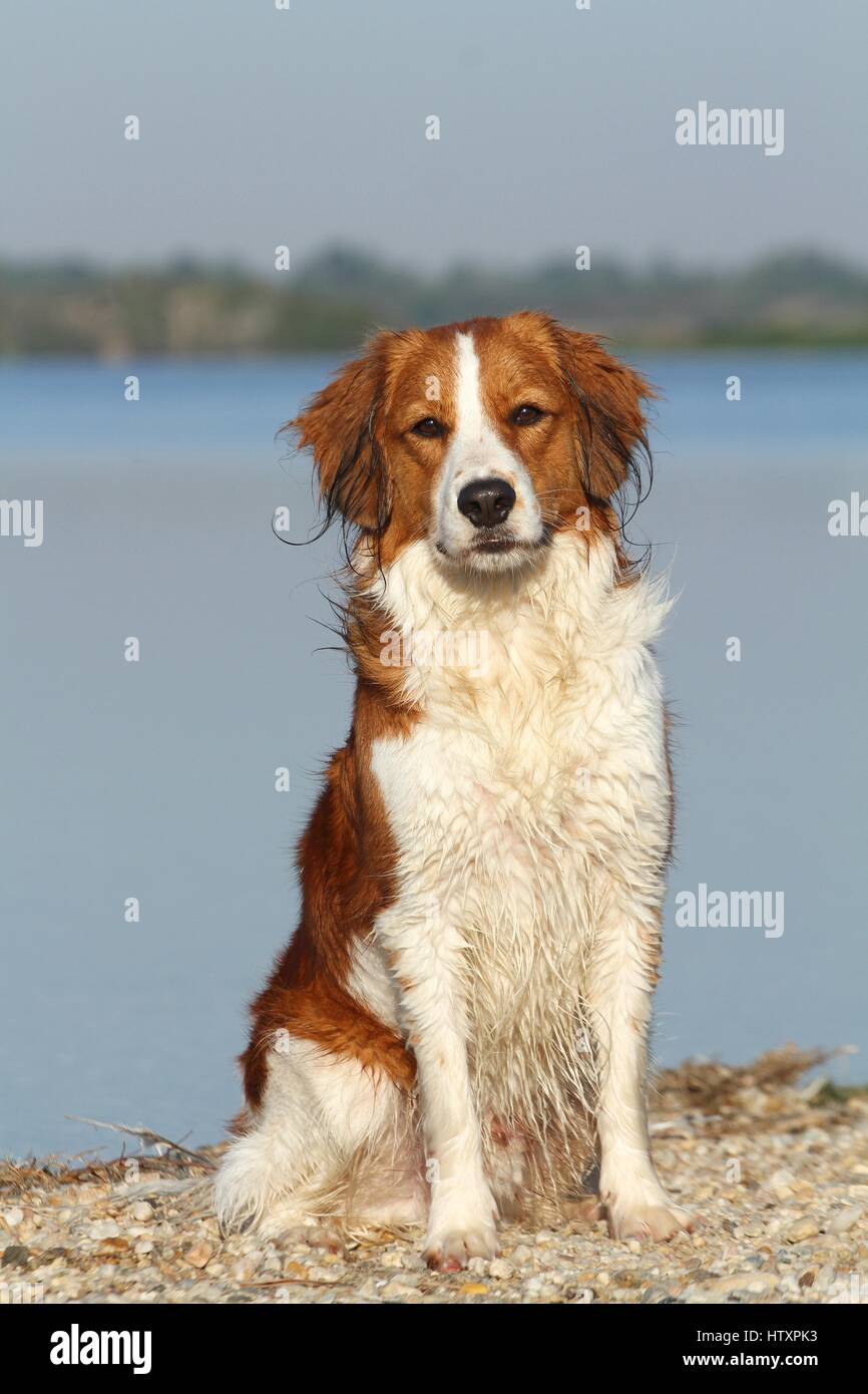 Kooiker sitting hi-res stock photography and images - Alamy