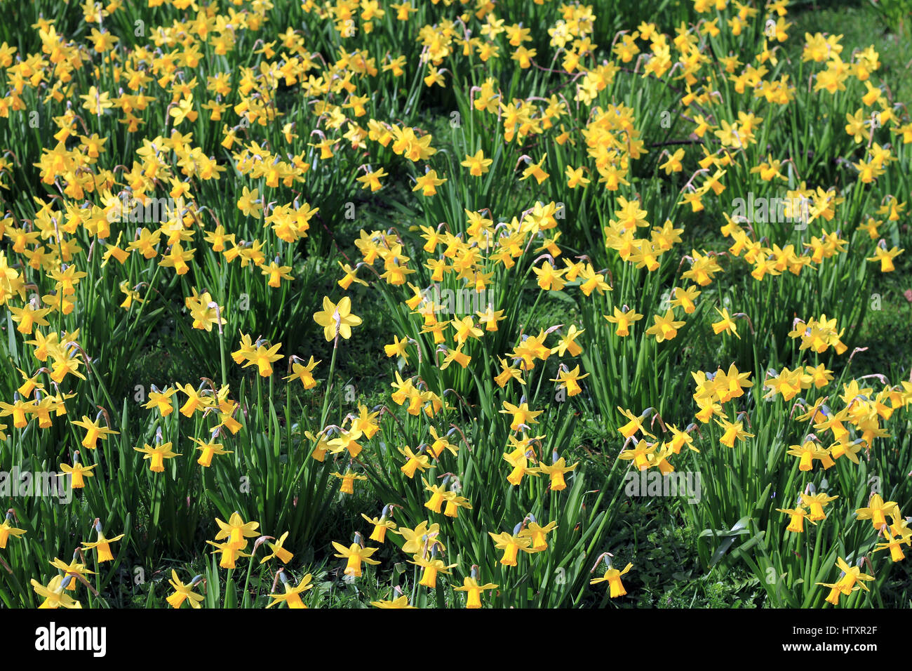 A field of Daffodils Stock Photo - Alamy