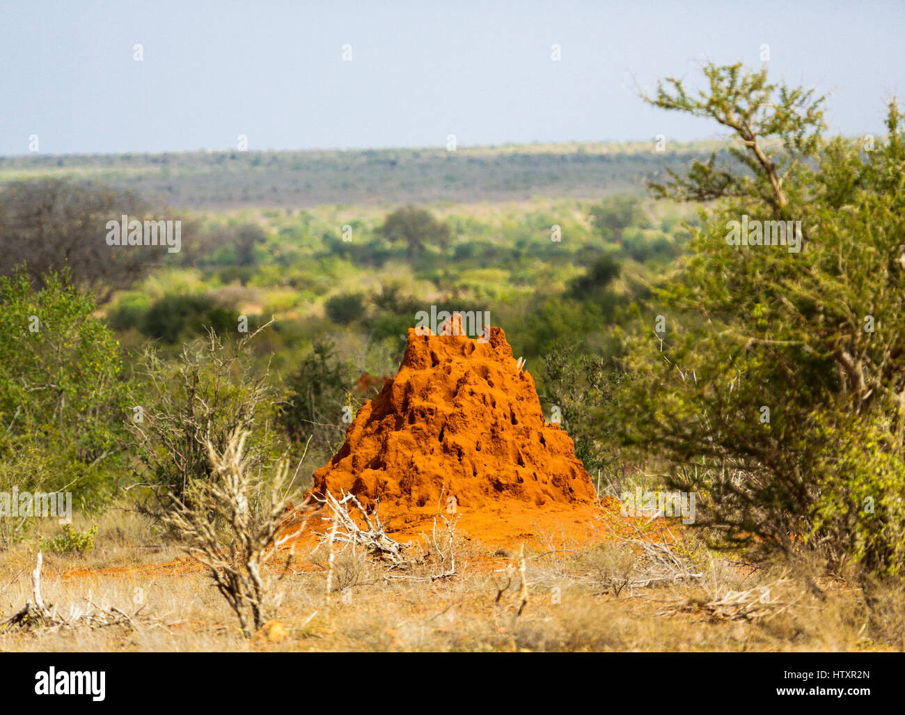 East african termite hi-res stock photography and images - Alamy
