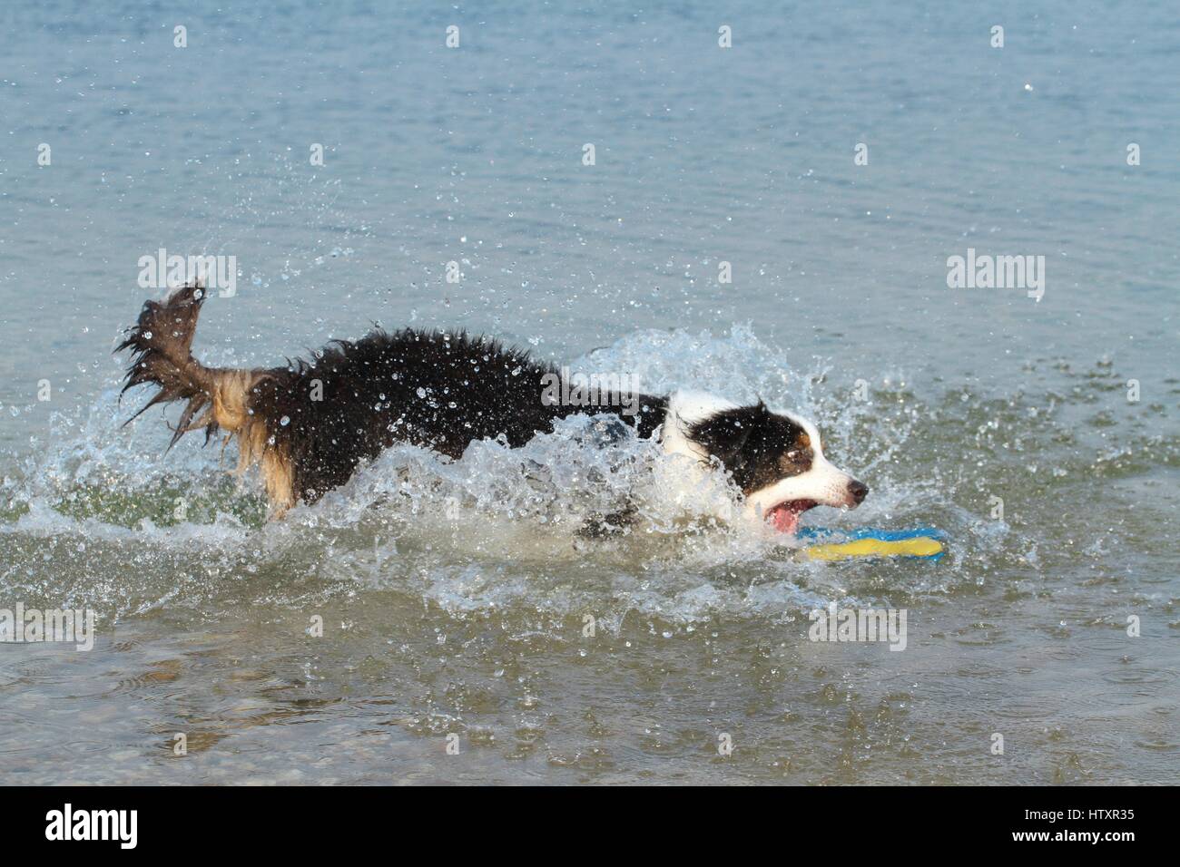 playing Australian Shepherd Stock Photo - Alamy