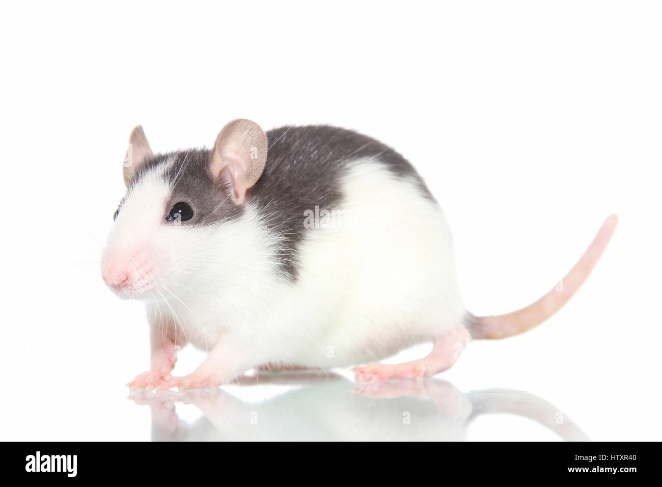 Two inside tails hi-res stock photography and images - Alamy