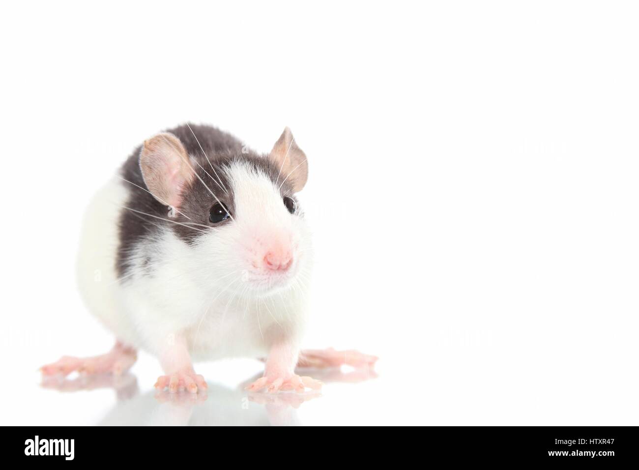 Black rats ship Cut Out Stock Images & Pictures - Alamy