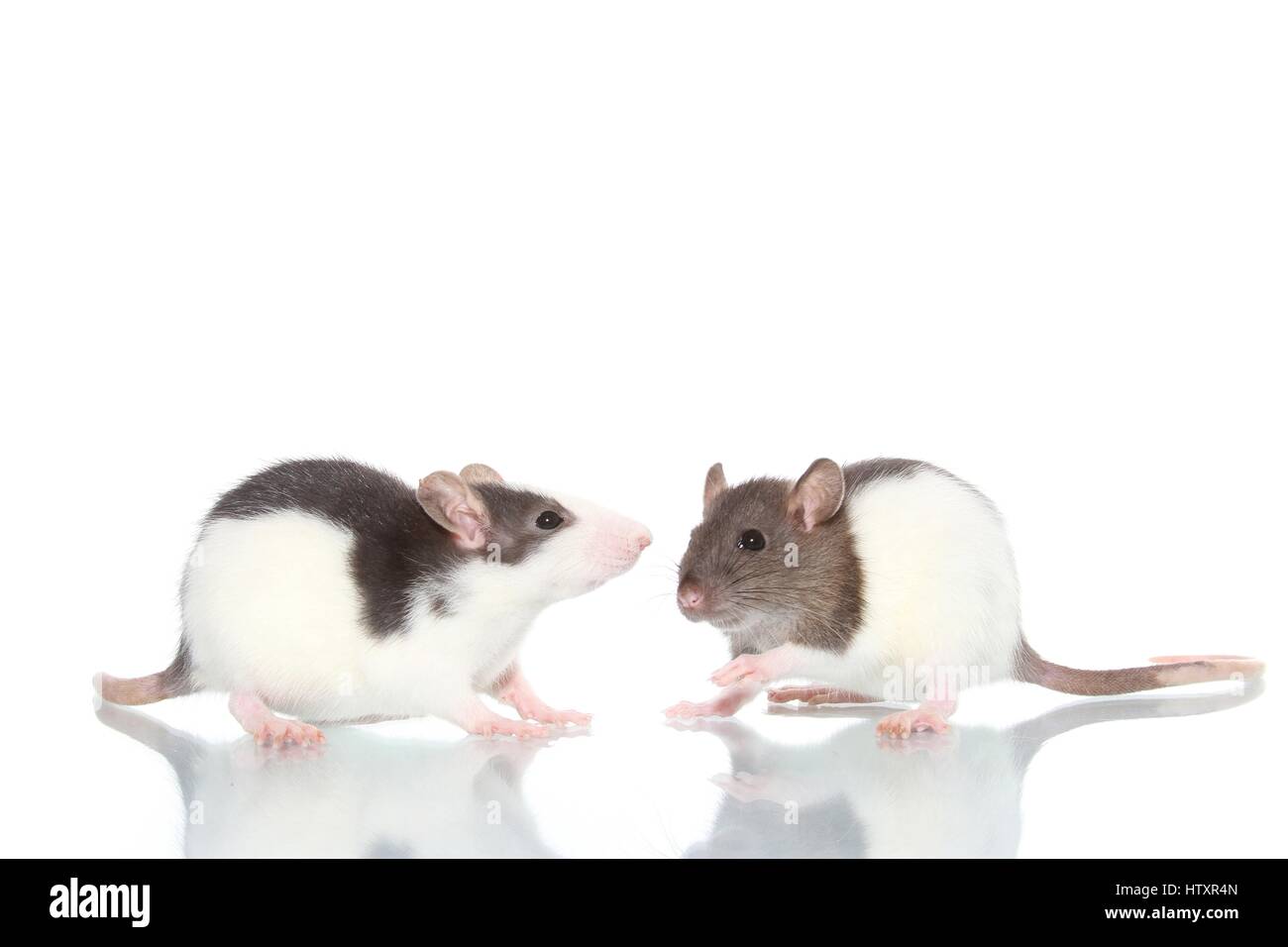 Black rats ship Cut Out Stock Images & Pictures - Alamy