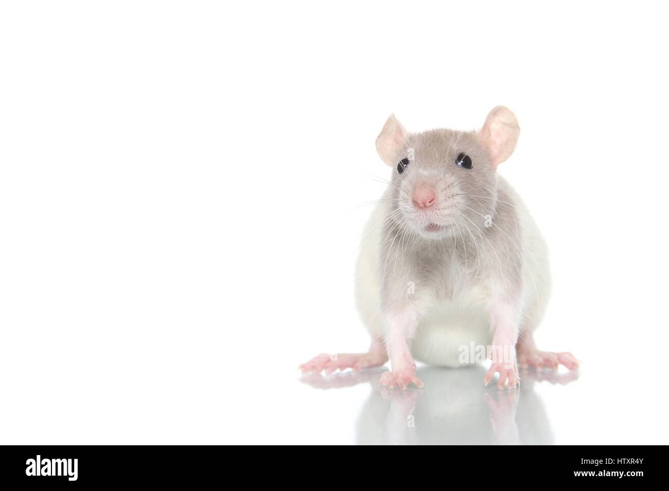 Beige hooded rat hi-res stock photography and images - Alamy