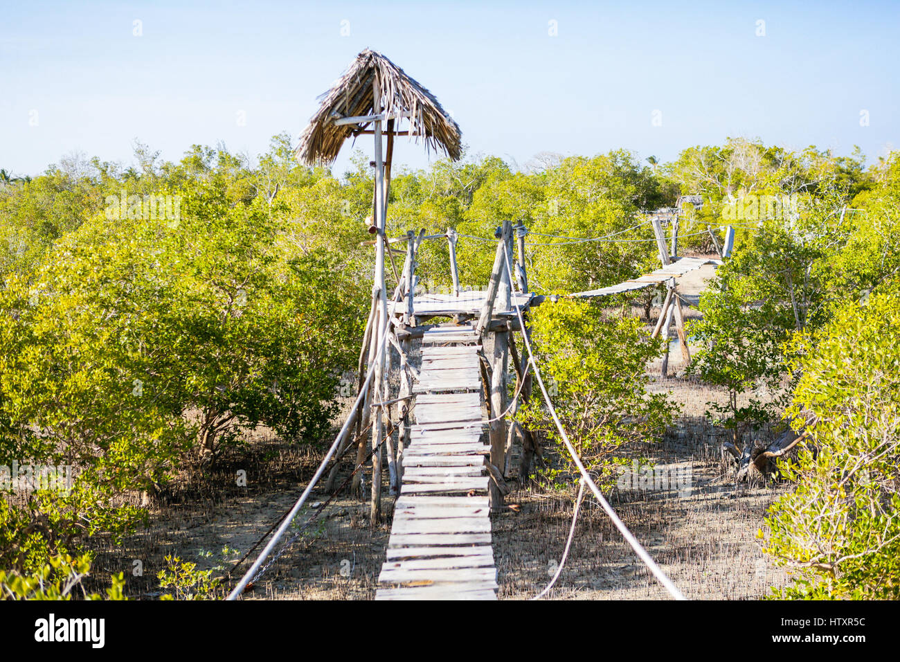 Boardwalk in mangroves. Mida creek. Watamu Kenya Stock Photo - Alamy