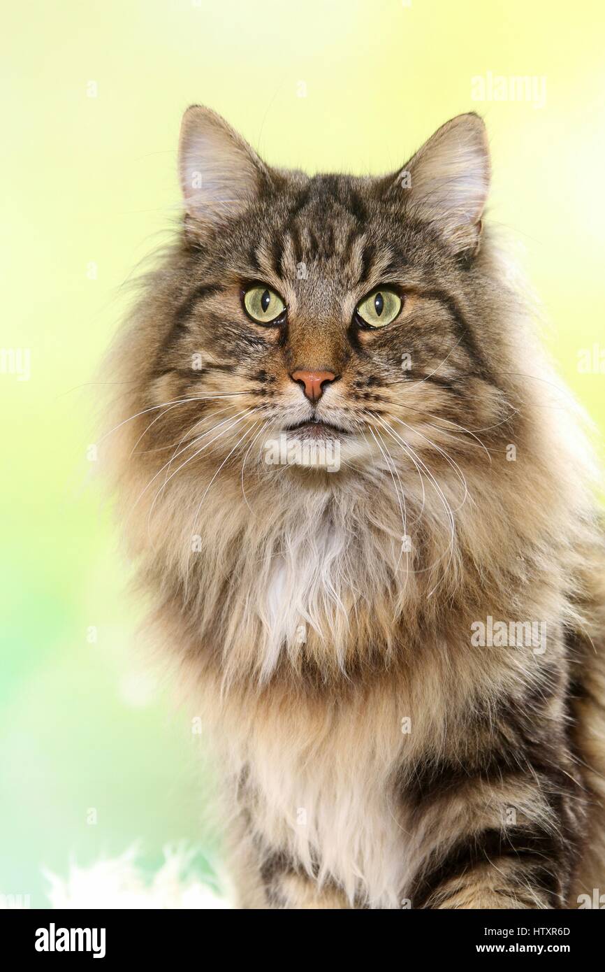 Norwegian Forest Cat Portrait Stock Photo - Alamy