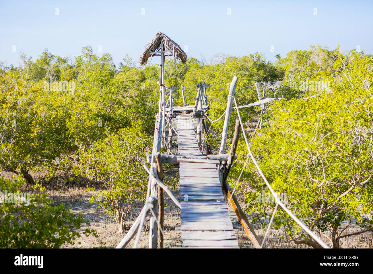 Boardwalk in mangroves. Mida creek. Watamu Kenya Stock Photo - Alamy