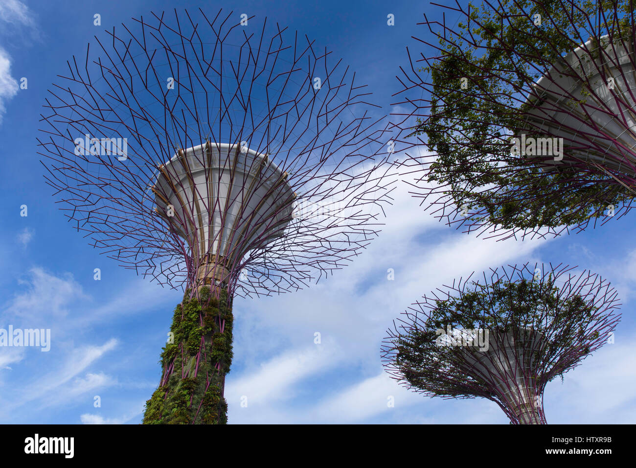 Supertrees at Gardens by the Bay, Singapore Stock Photo - Alamy