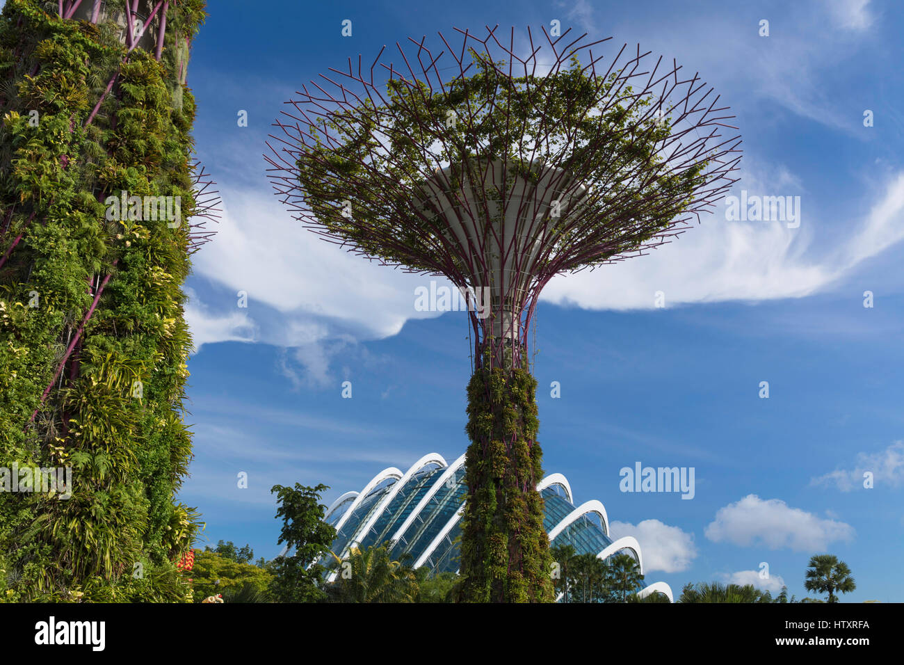 Supertrees at Gardens by the Bay, Singapore Stock Photo - Alamy