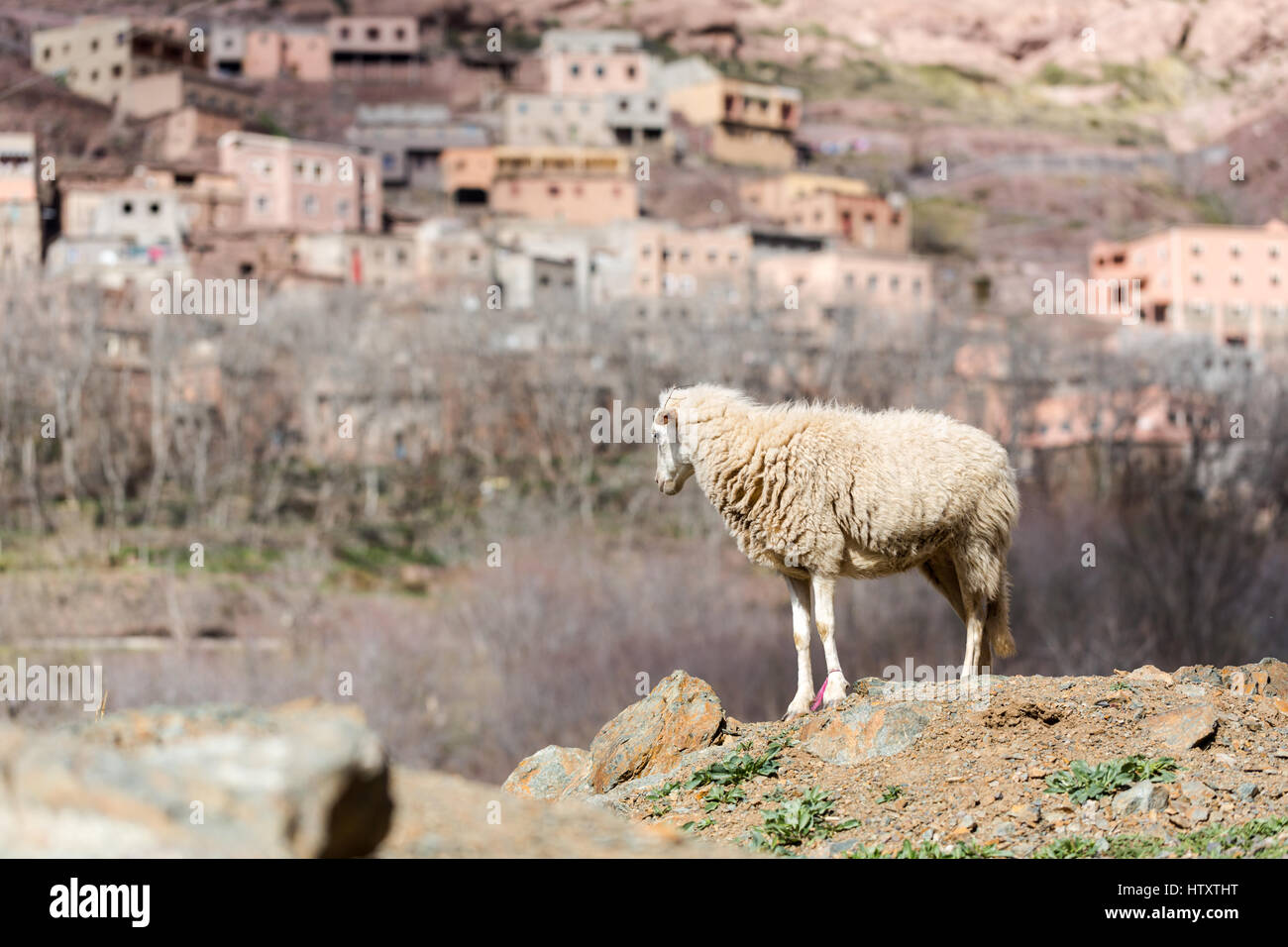 Young new sheep standing on rock edge in Atlas mountains in background ...