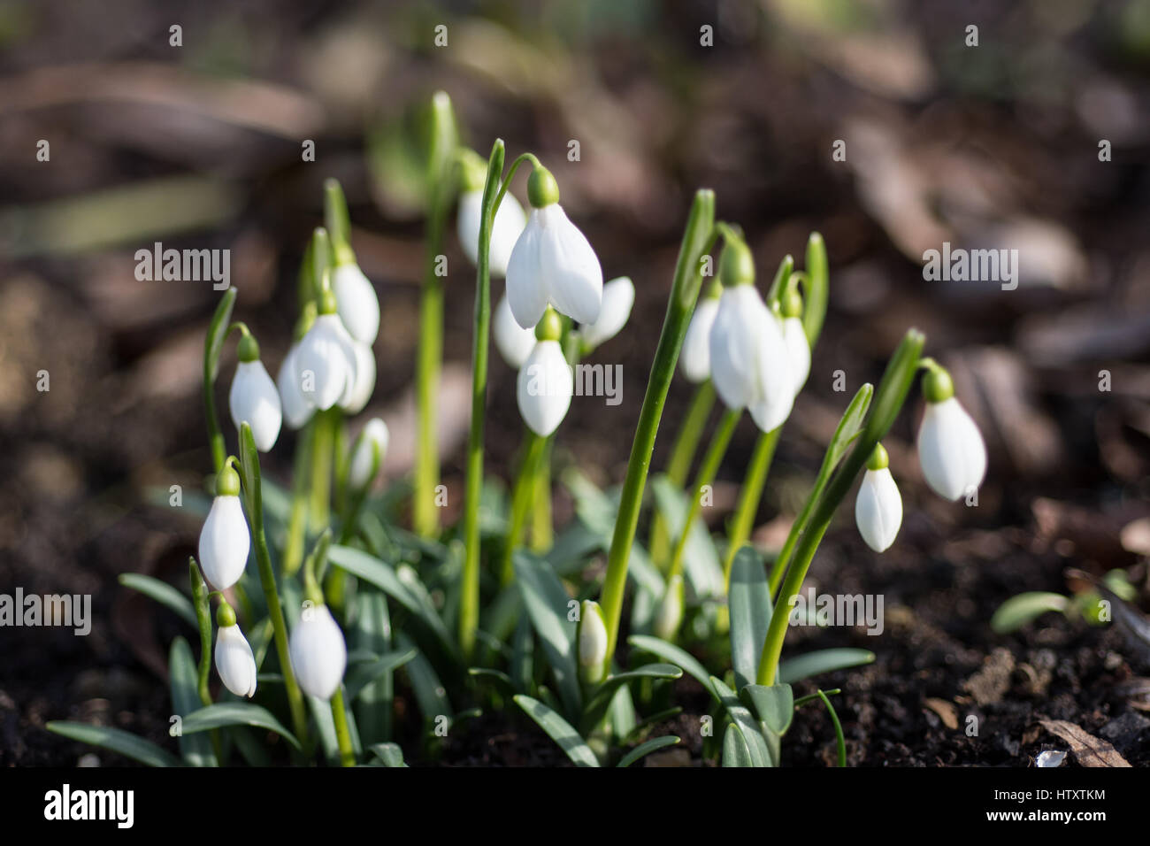 Galanthus species hi-res stock photography and images - Alamy