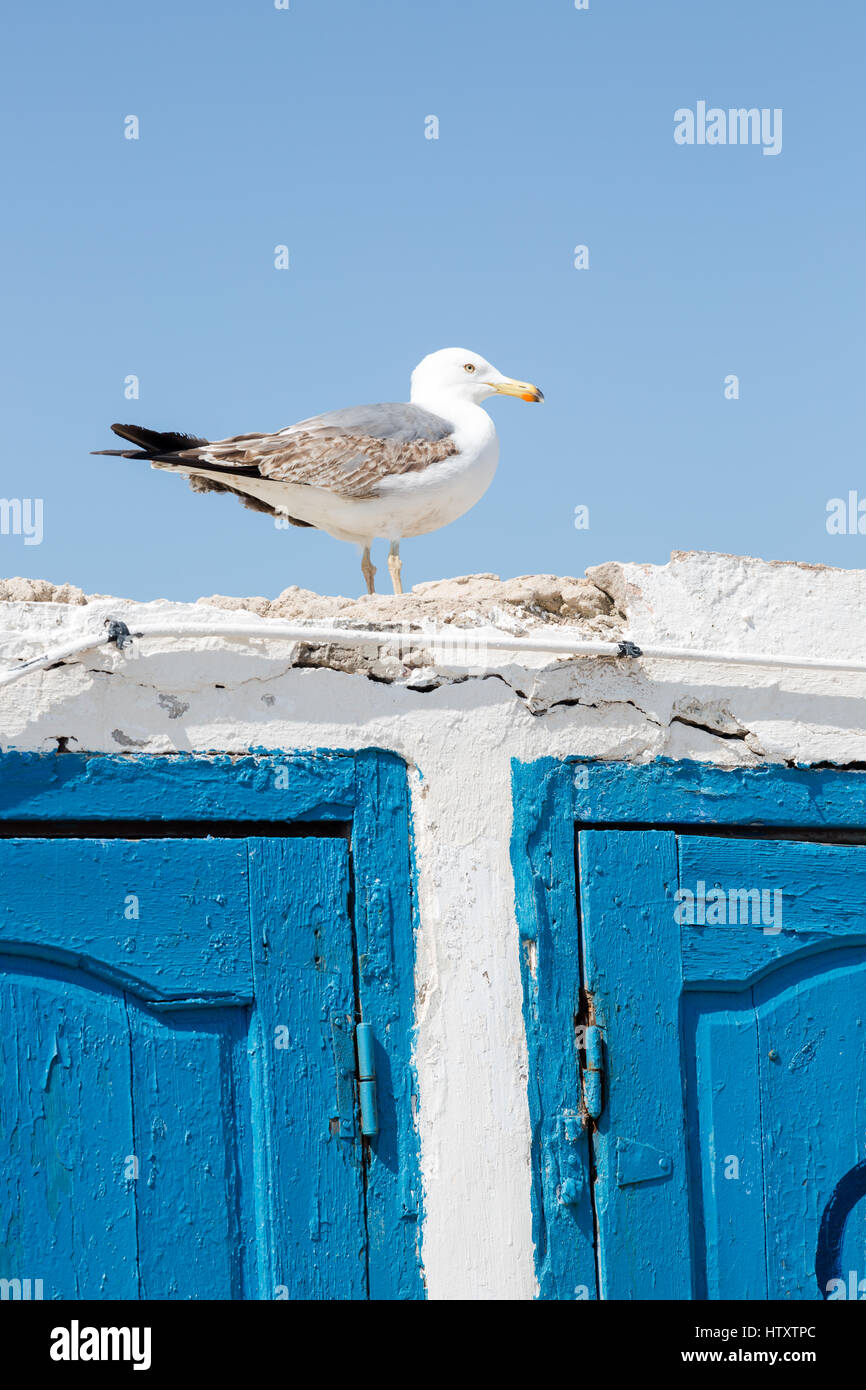 Blue gull wing doors hi-res stock photography and images - Alamy