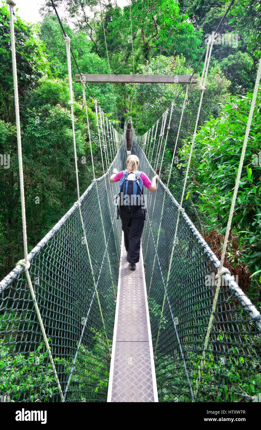 Rainforest Canopy Walkway Borneo Malaysia Stock Photo - Alamy