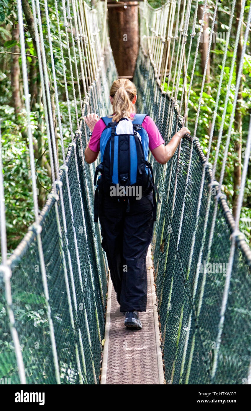 Rainforest Canopy Walkway Borneo Malaysia Stock Photo - Alamy