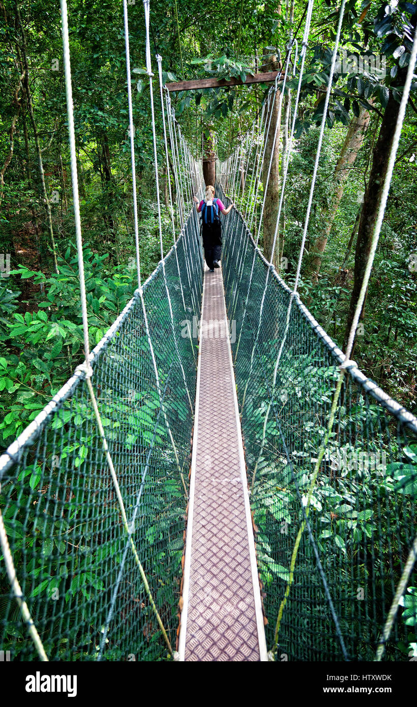 Rainforest Canopy Walkway Borneo Malaysia Stock Photo - Alamy