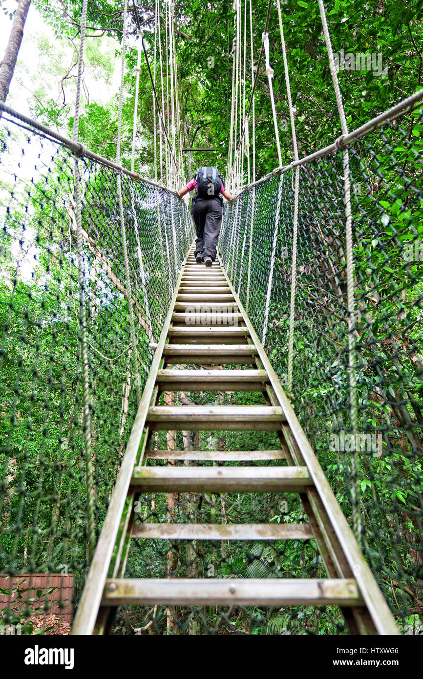 Rainforest Canopy Walkway Borneo Malaysia Stock Photo - Alamy