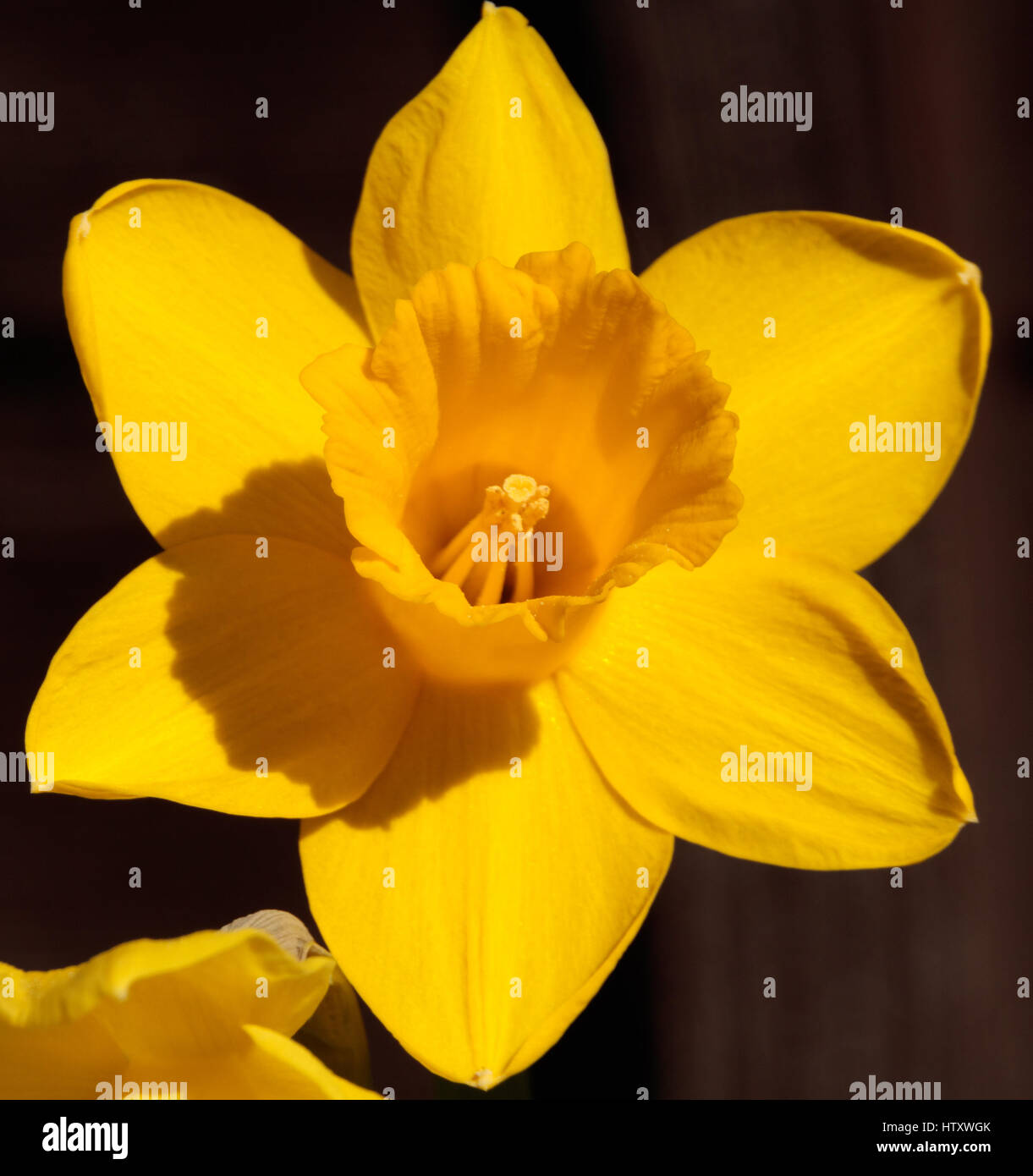 Wordsworth Daffodils High Resolution Stock Photography and Images - Alamy