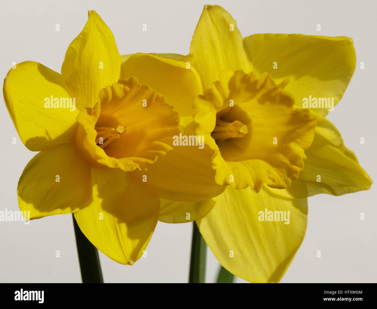 Wordsworth Daffodils High Resolution Stock Photography and Images - Alamy