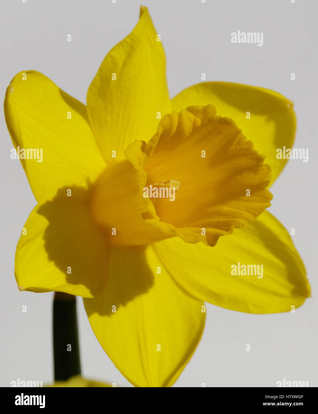 Wordsworth daffodils hi-res stock photography and images - Alamy